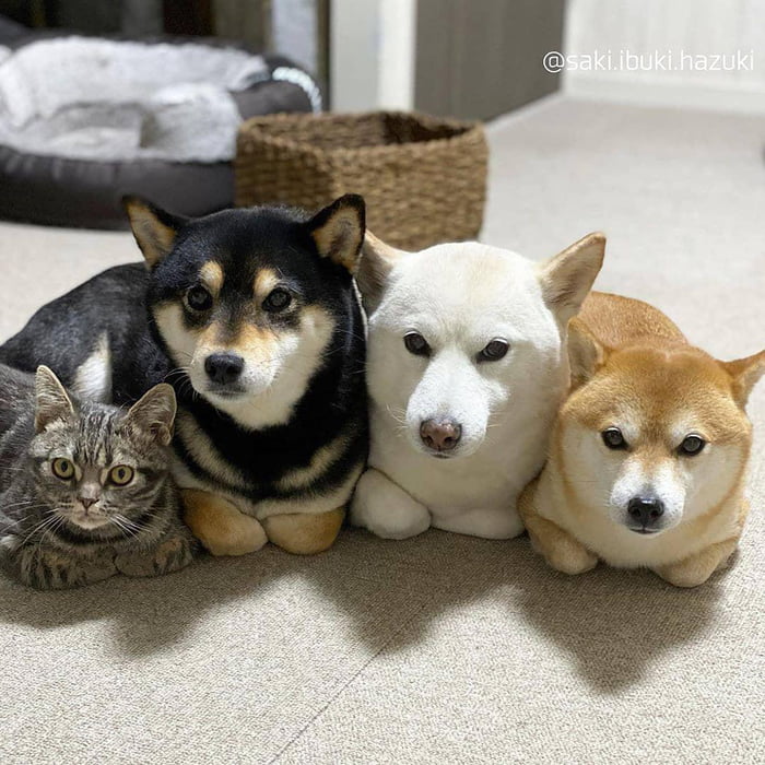 Here’s some wholesome eye bleach- - 9GAG