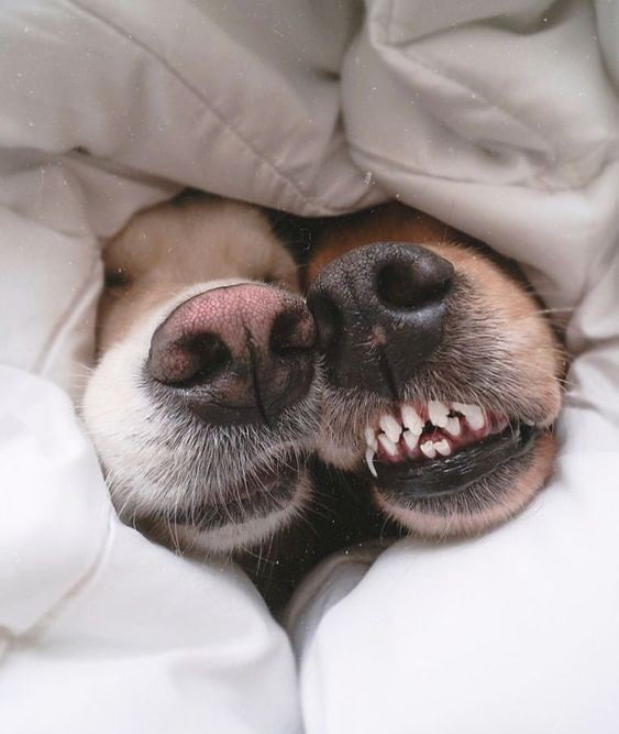 Cuteness overload how freaking adorable smiles. - 9GAG