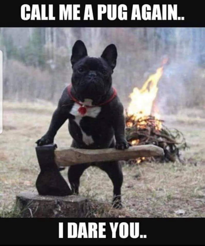 Angry Frenchie - 9GAG
