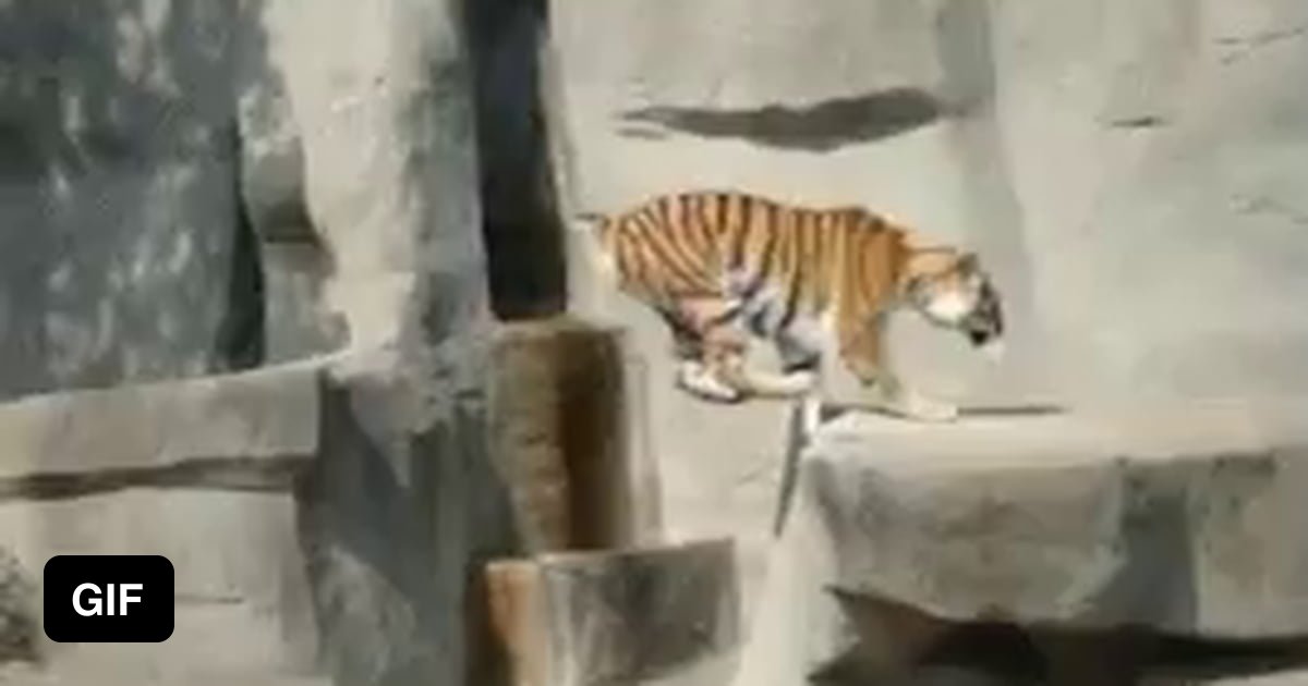 Tiger getting spooked by a birb - 9GAG