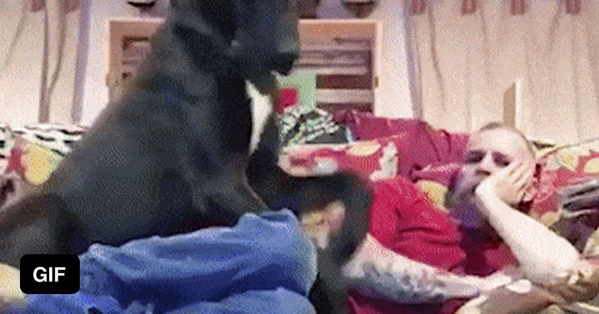 Best lap dog ever! - 9GAG