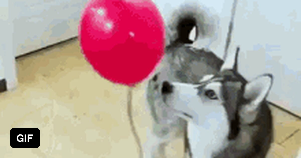 Dog Play Baloon - 9GAG