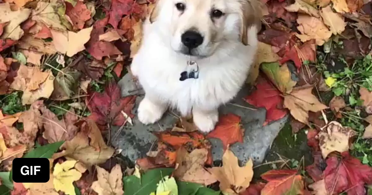 Majestic pupper - 9GAG