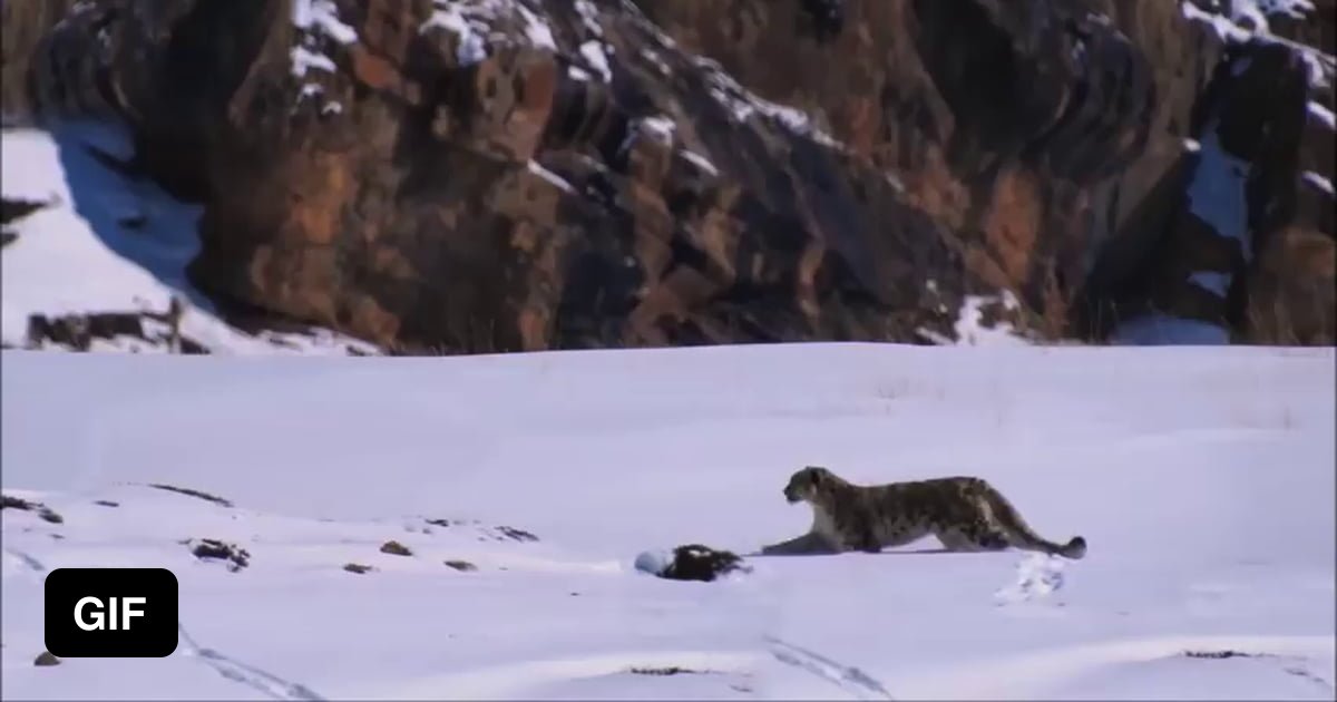 Snow leopard downhill hunting - 9GAG