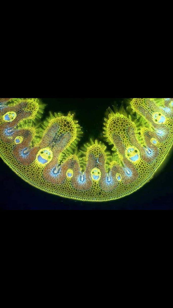 Happy grass: Grass cells under a microscope. - 9GAG