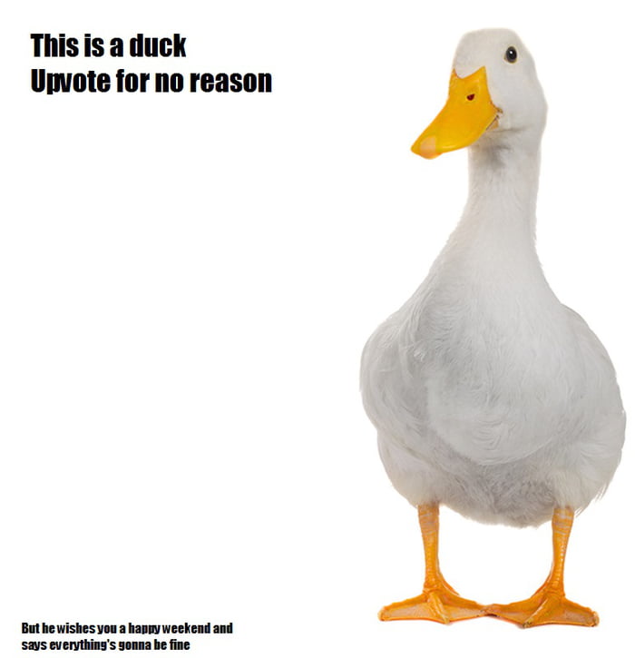 Thanks Mr. Duck – I LOVE FUNNY THINGS