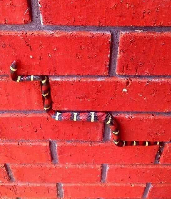 Snick fit brick - 9GAG