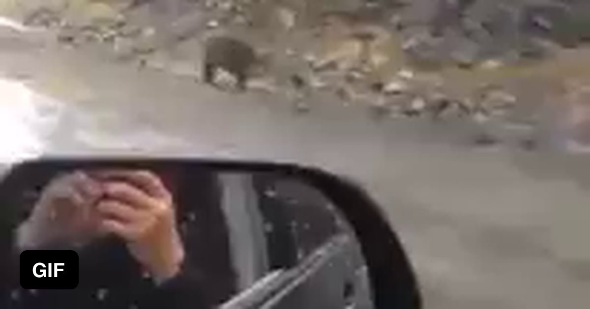 A grizzly bear running at full speed can be as fast as 35 mph. Usain ...