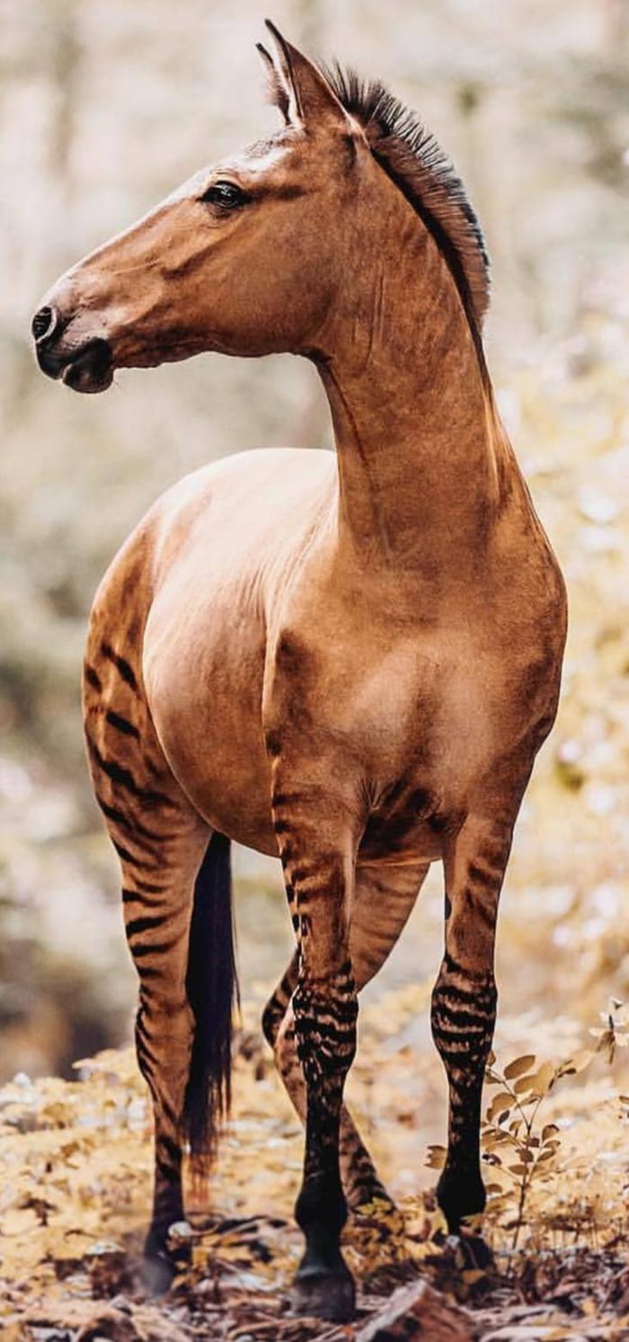 Horses, zebras, and donkeys share the same Genus (Equus) so they are ...