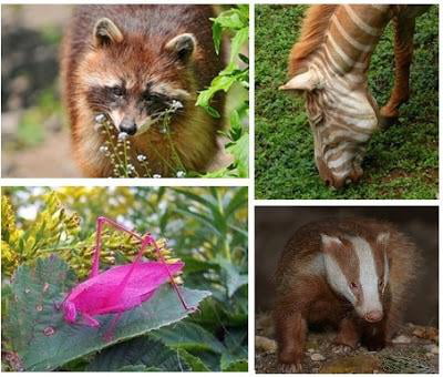 Erythrism is a congenital condition of abnormal redness in an animal’s ...