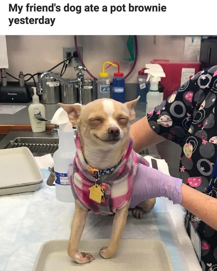 Dope ass doge... - 9GAG