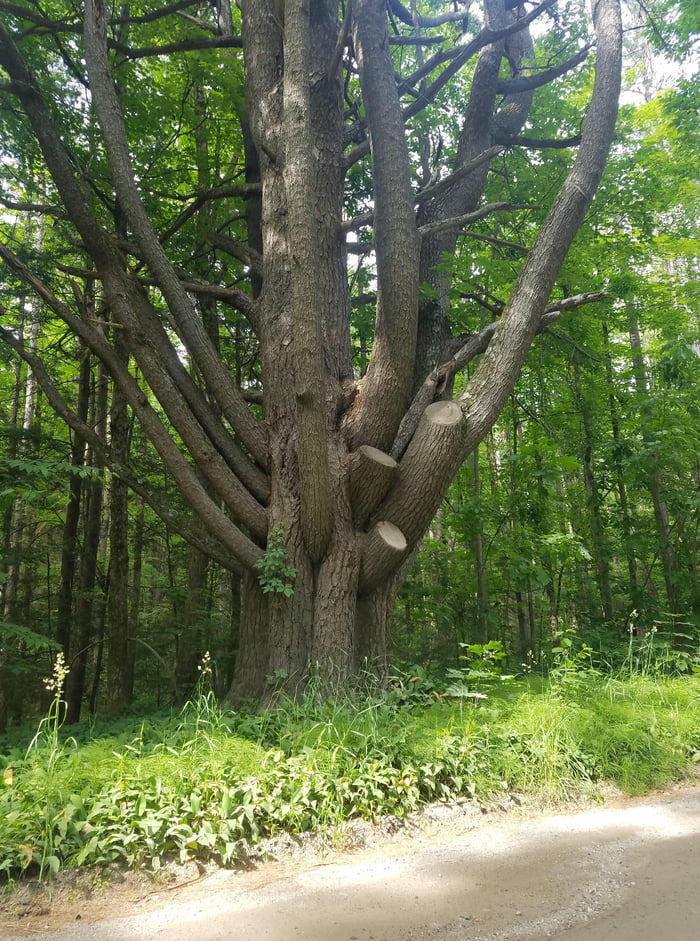 This tree made up of multiple other trees. - 9GAG