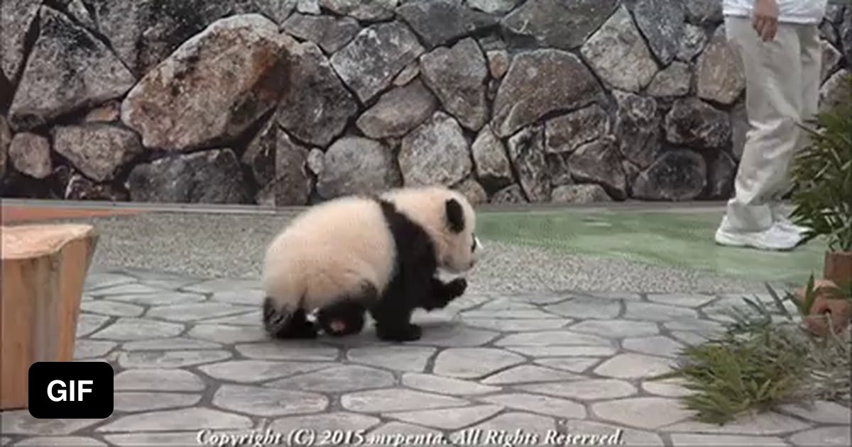 Human barely escapes a panda attack. - 9GAG