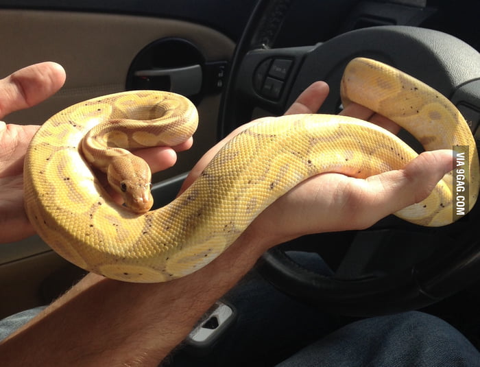 9gags new mascot. Banana ball python! - 9GAG