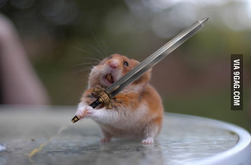Googled Hamster with sword was not disapointed - 9GAG