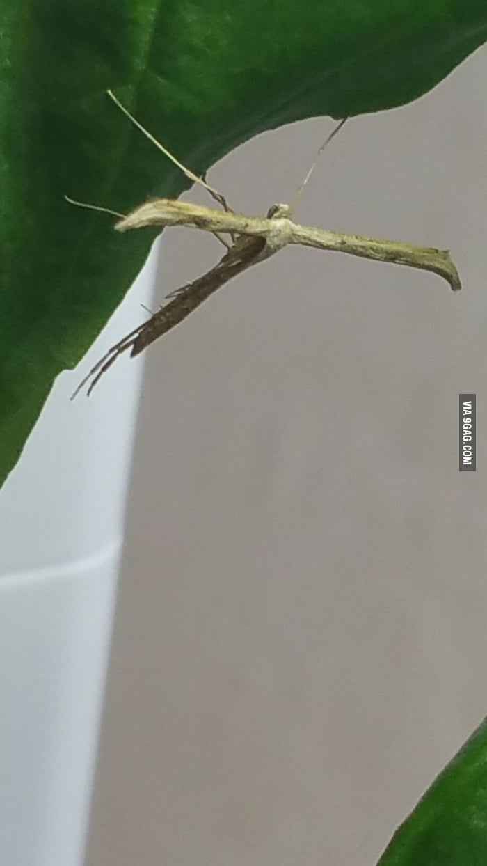 Can you guys tell me what this is. it's about 5 cm long - 9GAG