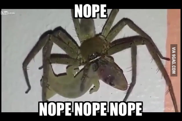 Nope Spider Meme