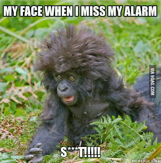 Wake up in the morning feeling like this monkey... - 9GAG