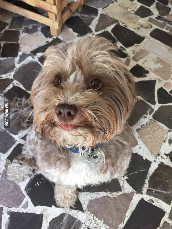 My rescue dog survived rat poison, this is his derp face. - 9GAG