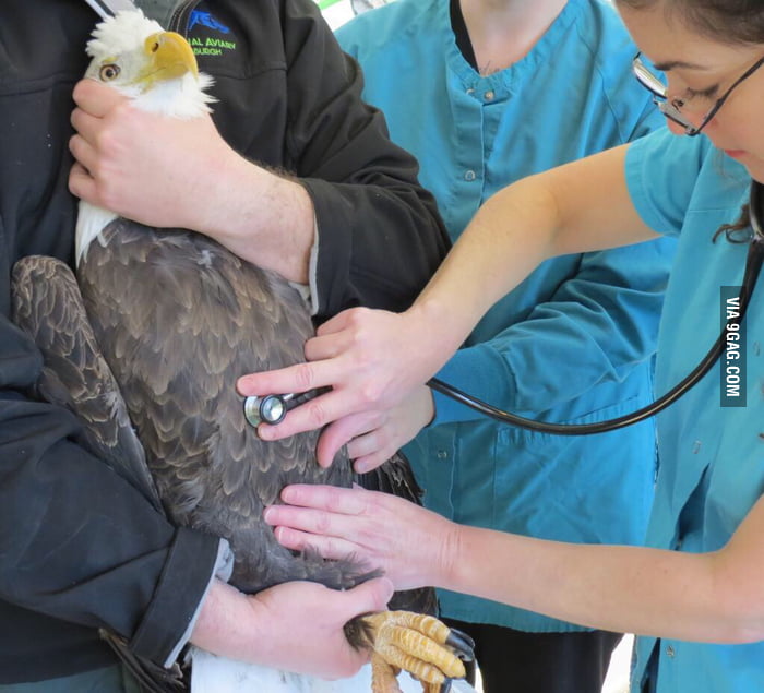 Bald Eagle getting a health check-up - 9GAG