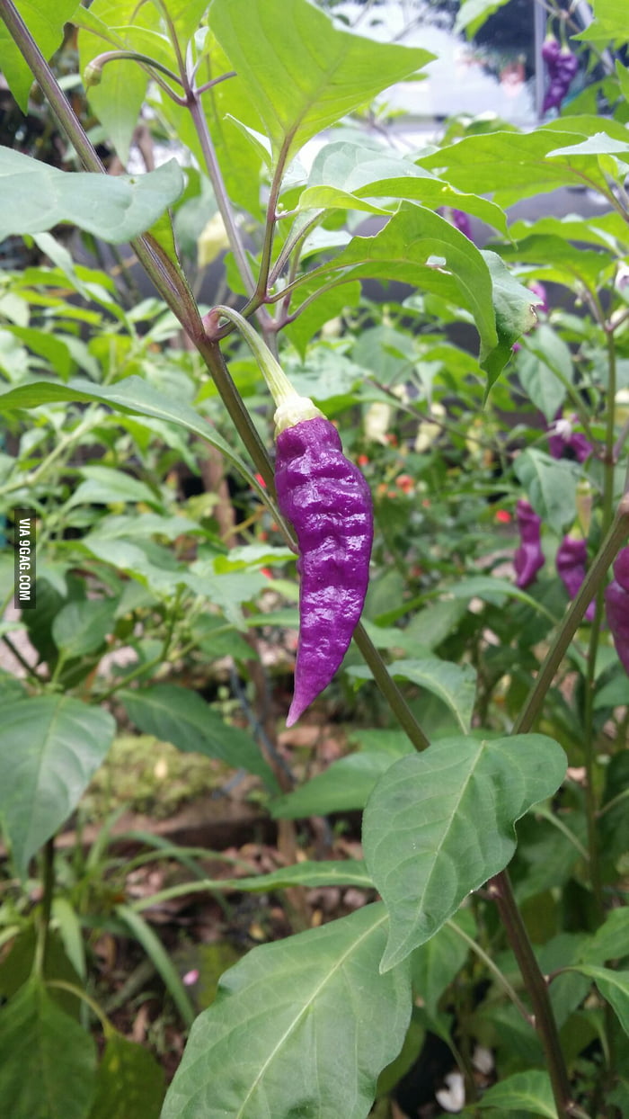 Purple chilli growing in friend's garden in India - 9GAG