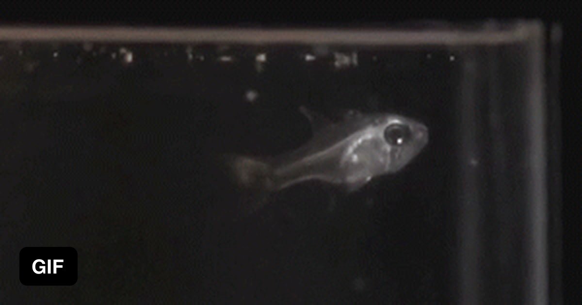 Deep sea wizard fish! - 9GAG