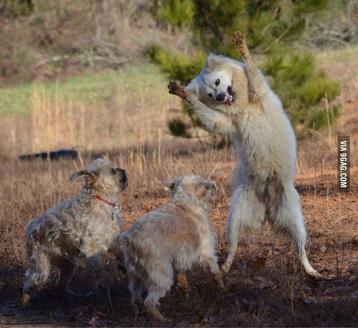 Let's dance together guys. - 9GAG