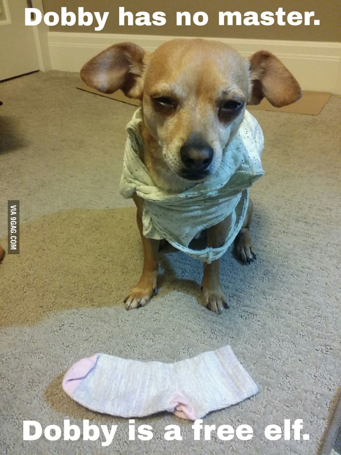 He's freeeeeee! - 9GAG