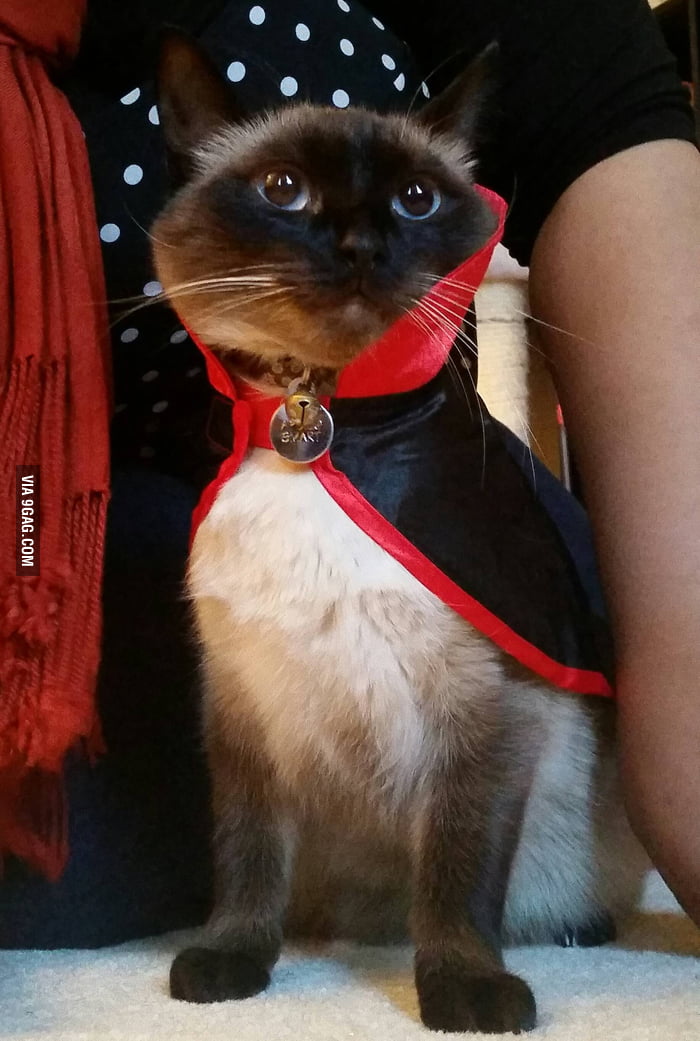 Count Catula is classy as f**k - 9GAG