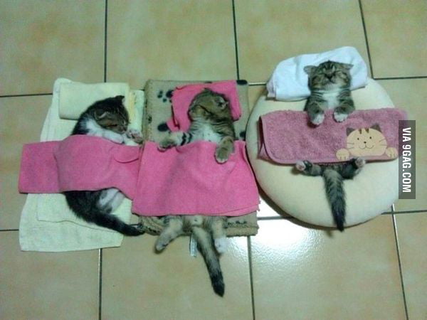 The Slumber Party Cats Sleep. - 9GAG