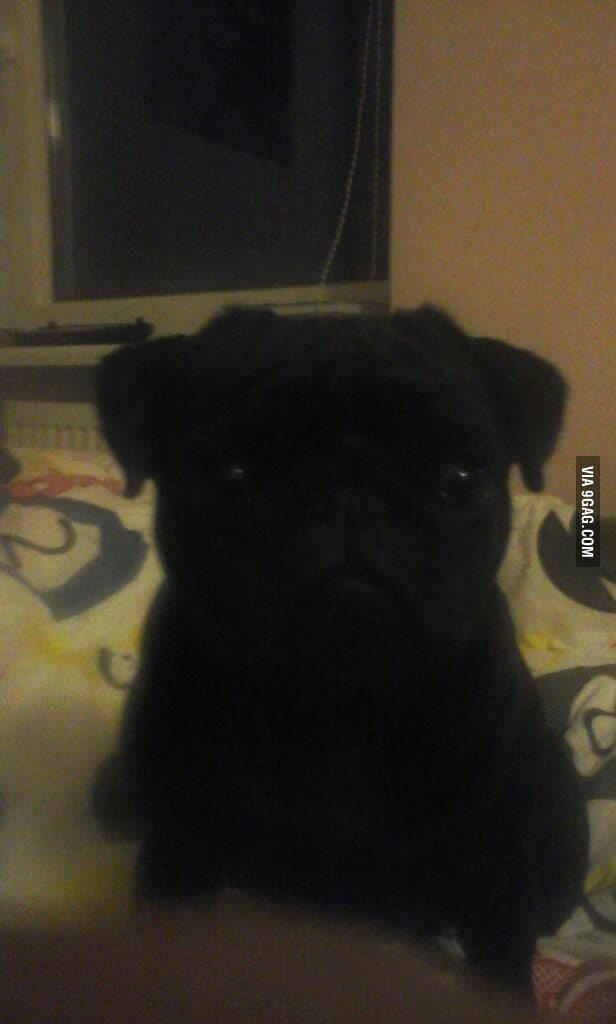 My derp pug - 9GAG