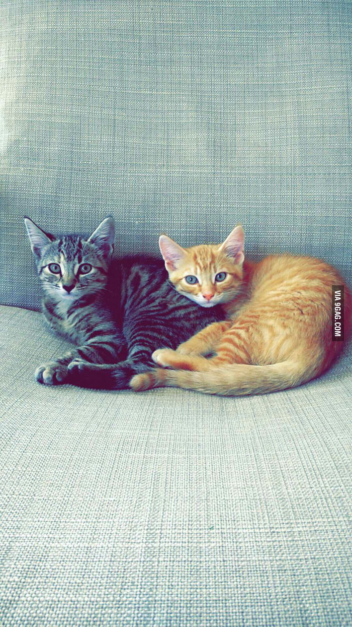 I heard 9GAG likes cats.. I present my kittens, Willow and Oliver - 9GAG