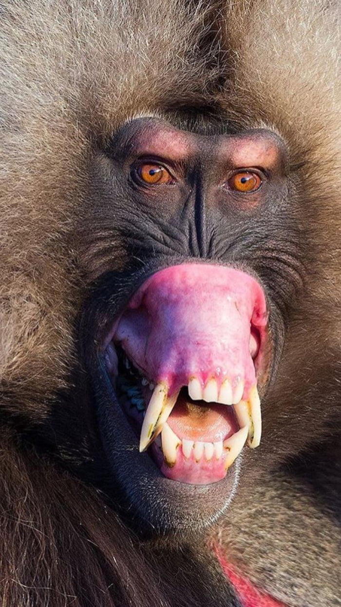 Monkey Putting On Lipstick | Lipstutorial.org