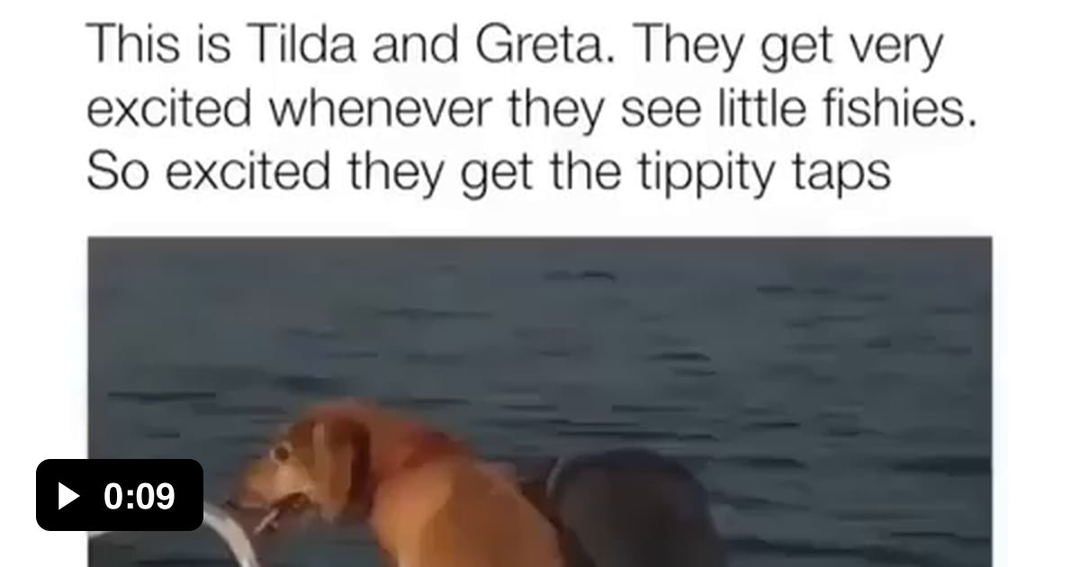 Excited fishing Tippytaps - 9GAG