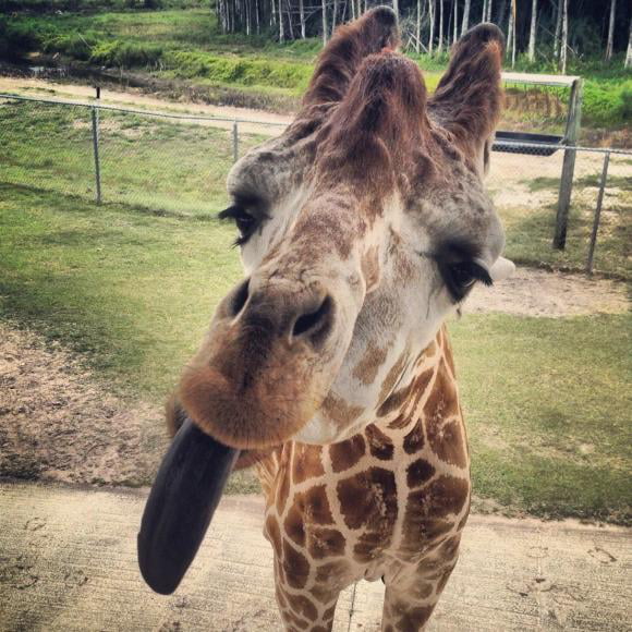 Derpy giraffe - 9GAG