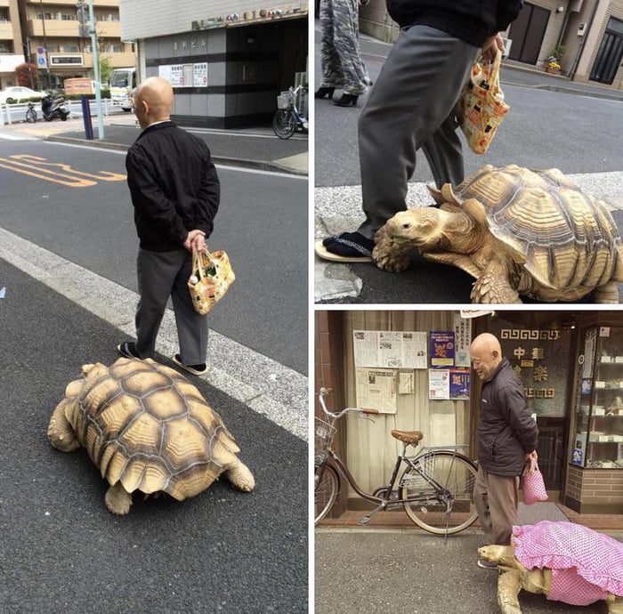 Japanese man takes his giant pet tortoise for ‘slow’ walks in Tokyo - 9GAG