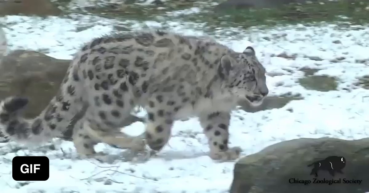 Snow leopard greets their buddy - 9GAG