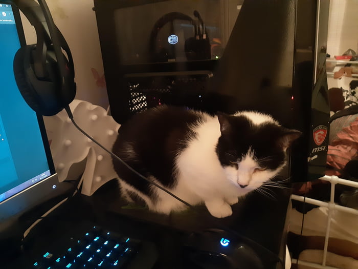 When your cat decides she wants to be a computer mouse - 9GAG