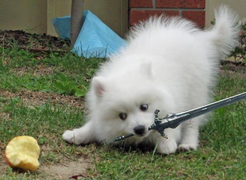 Sword dog, dog of swords - 9GAG