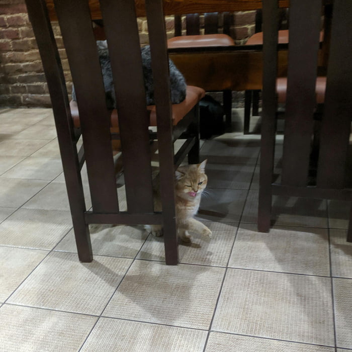 Derpy mlem from local cat cafe - 9GAG