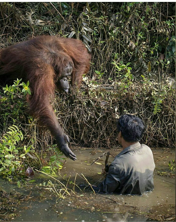 When this orangutan saw a man wading in snake-infested water in Bornew ...