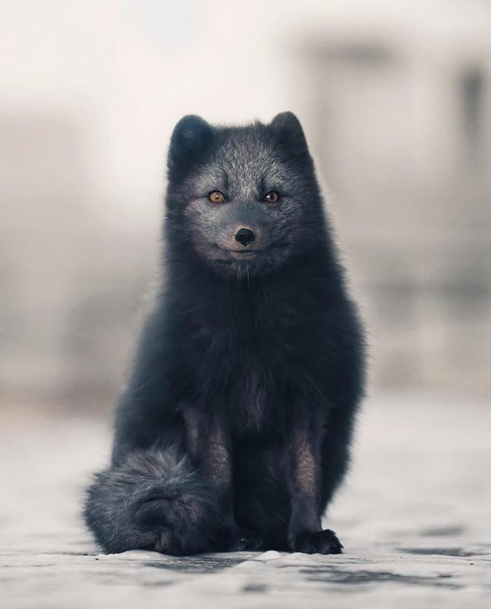 Blue Morph Arctic Fox - 9GAG