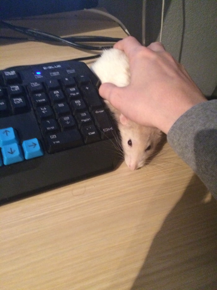 Mouse Isn t Working 9GAG