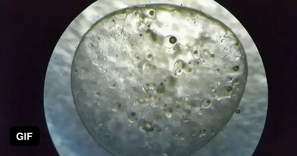 Hail melting through microscope - 9GAG
