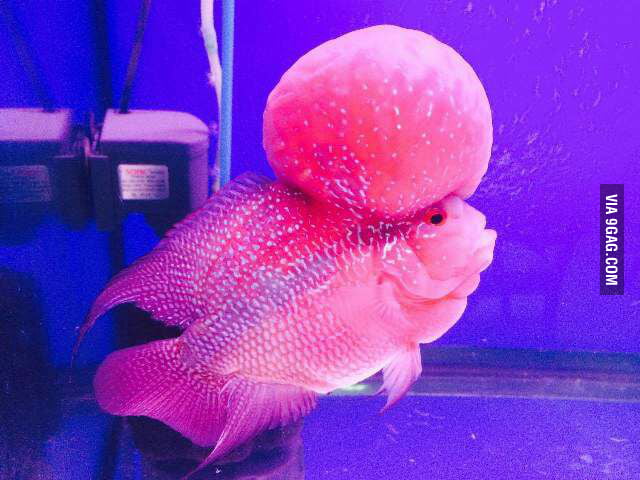 What kind of fish is this ? looks like it got brain cancer.. - 9GAG