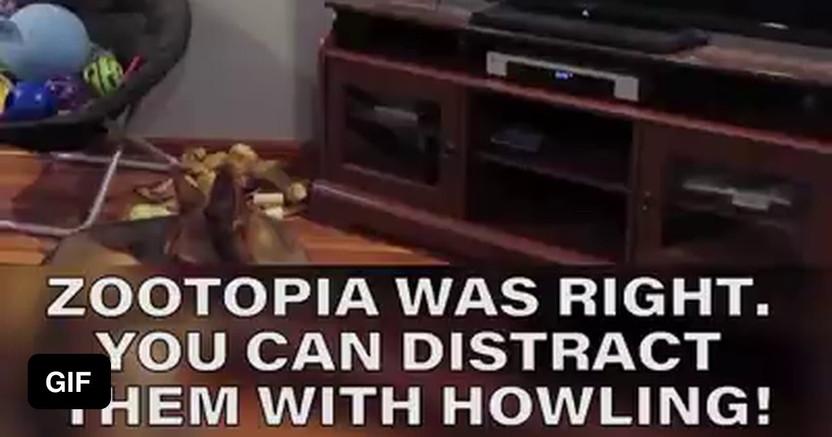 This dog howls after the howling scene from Zootopia - 9GAG
