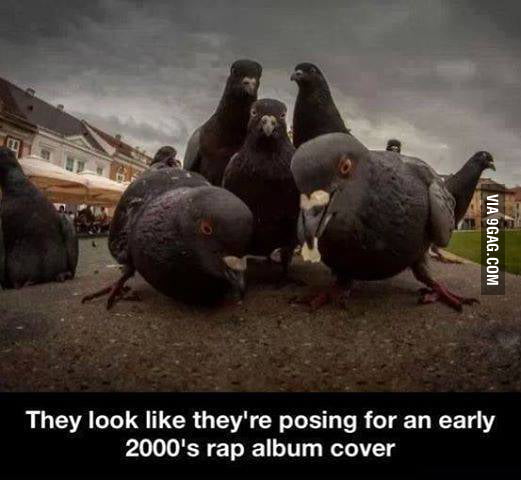 Birds Rap Album Cover! - 9GAG