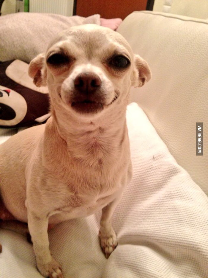 High dog how are you? - 9GAG