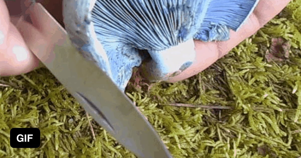 Bleeding Blue! - 9GAG