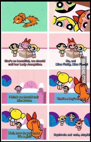 Squirrels eat nuts stupid... - 9GAG